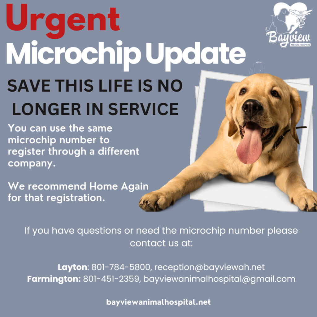 Veterinarian in Farmington and Layton, UT | Bayview Animal Hospital